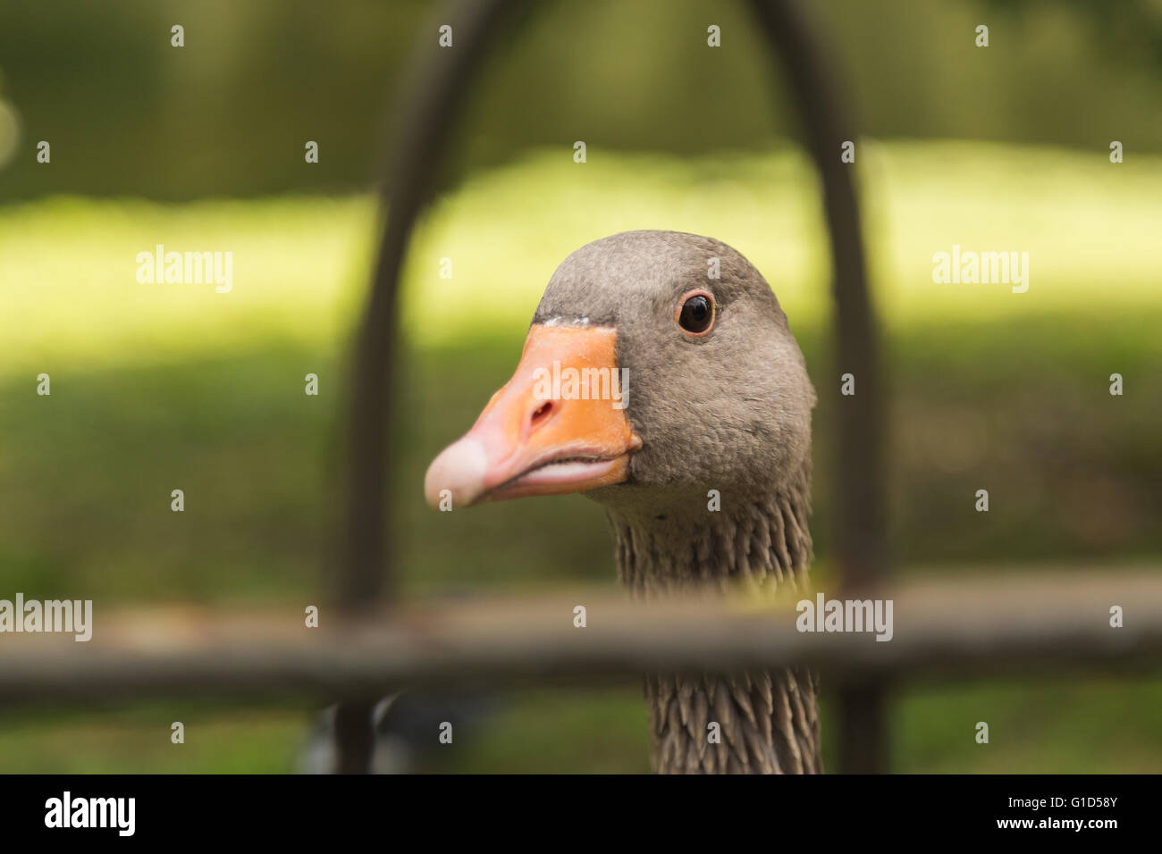 Closeup to the head of a grey geese with an orange bill through a fence ...
