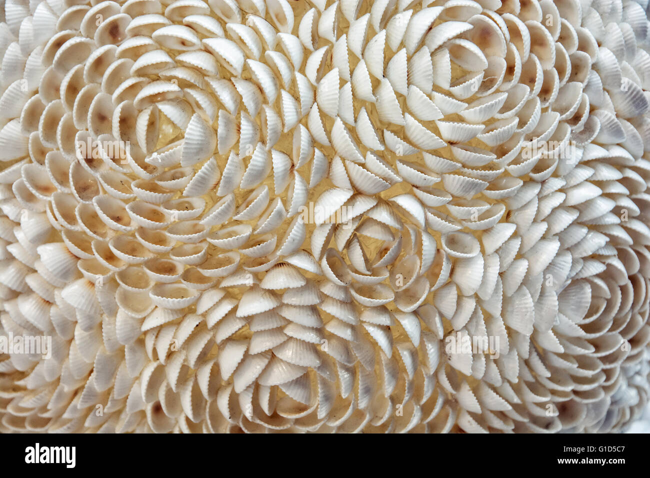 Decorative roses of little sea shells on the exhibition. Abstract scene ...