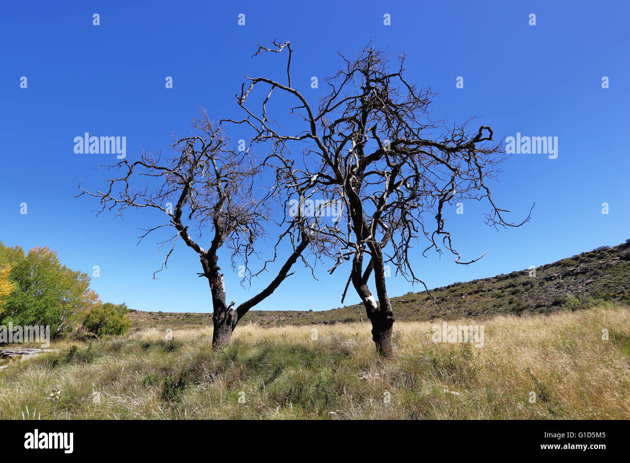 Spooky dead trees set against a blue sky in a grassy landscape Stock ...