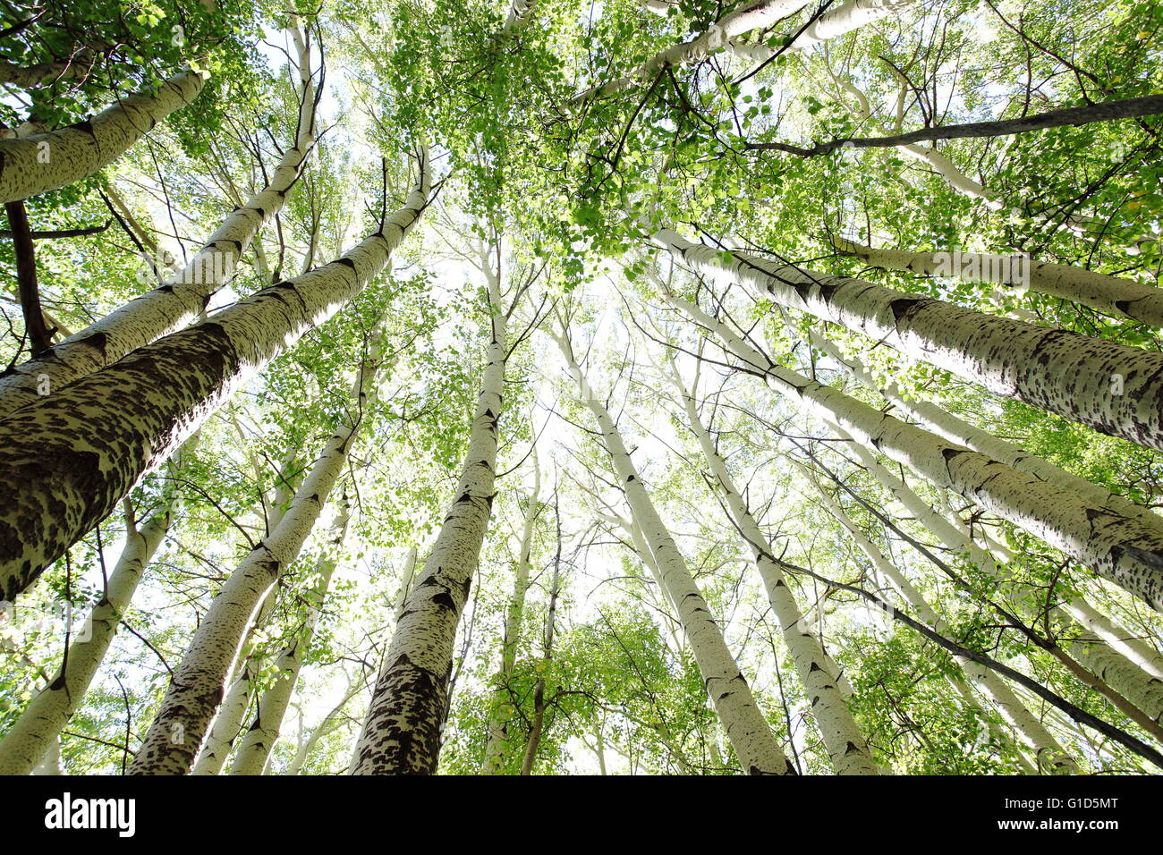 Poplar Forest High Resolution Stock Photography and Images - Alamy