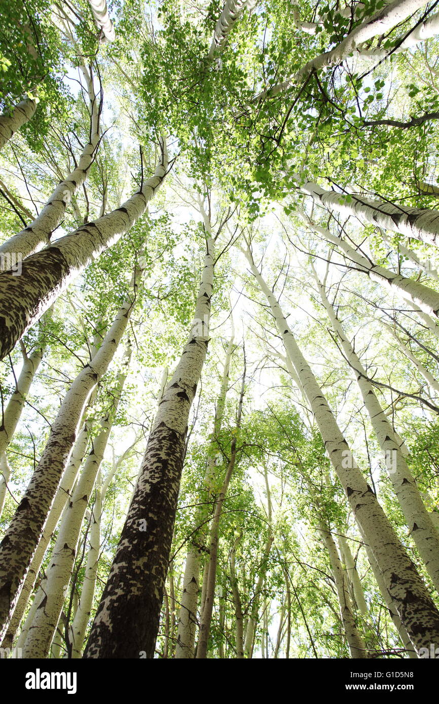 Poplar forest with light filtering through canopy Stock Photo - Alamy