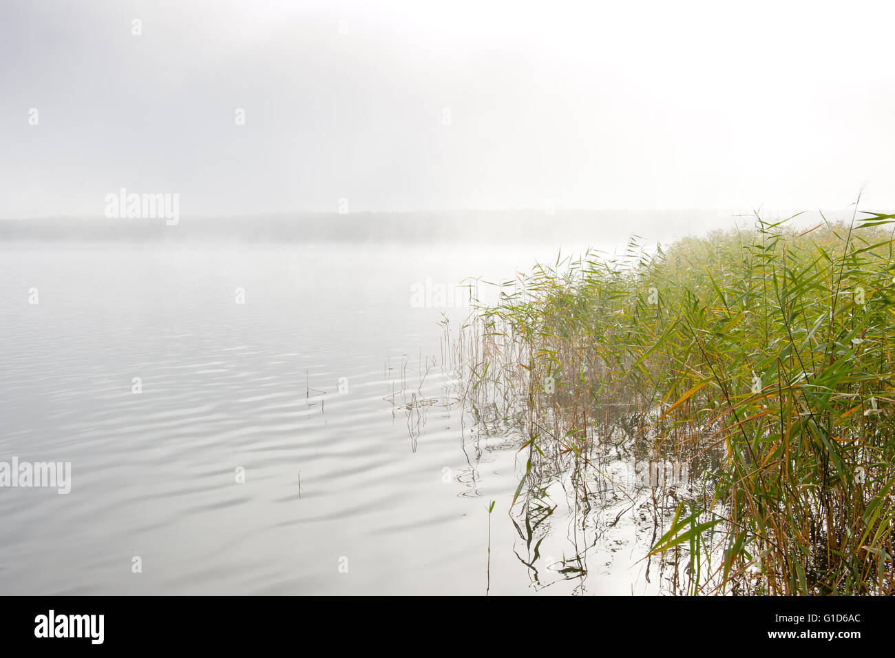 Morning haze at the lake in cold autumn weather, nature landscape in ...
