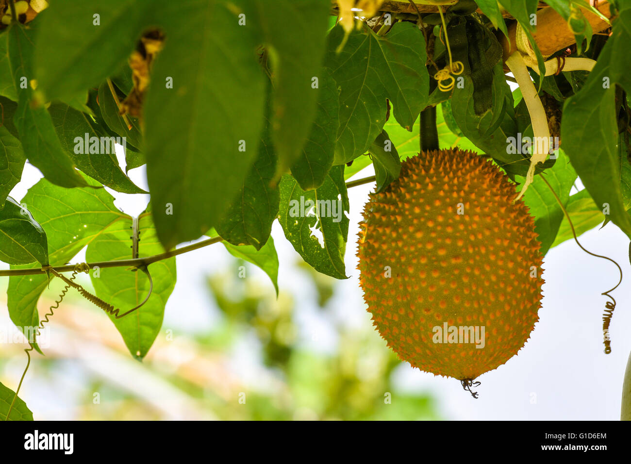 Asian fruit farm hi-res stock photography and images - Alamy