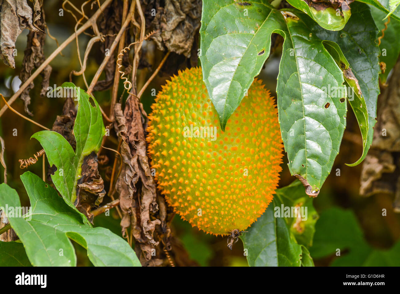Gac hi-res stock photography and images - Alamy