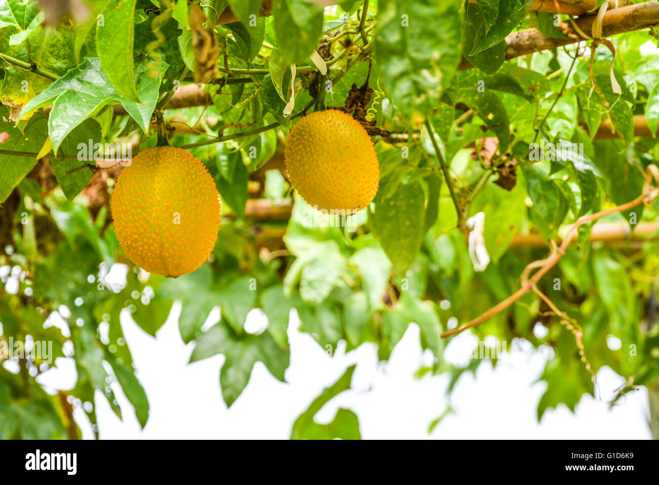 Gac farm and green leafs Stock Photo - Alamy