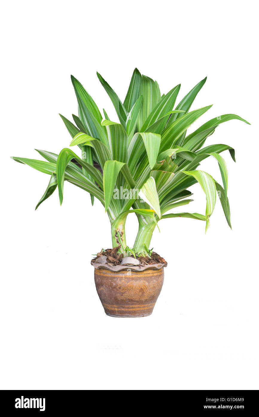 Ornamental plants hi-res stock photography and images - Alamy
