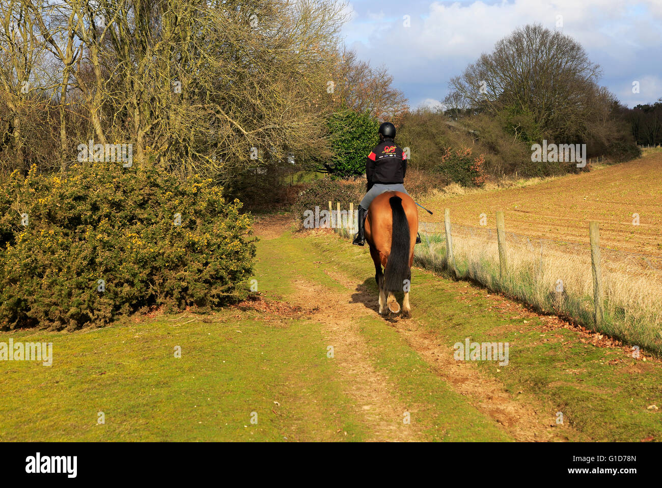 Suffolk horse riding hi-res stock photography and images - Alamy