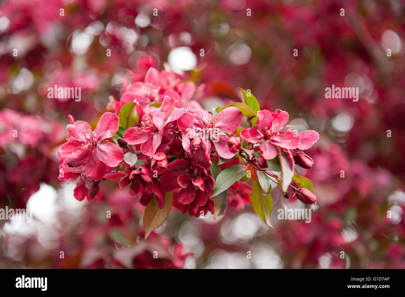 Malus Royalty Crab apple tree red flowering in spring season in Poland ...