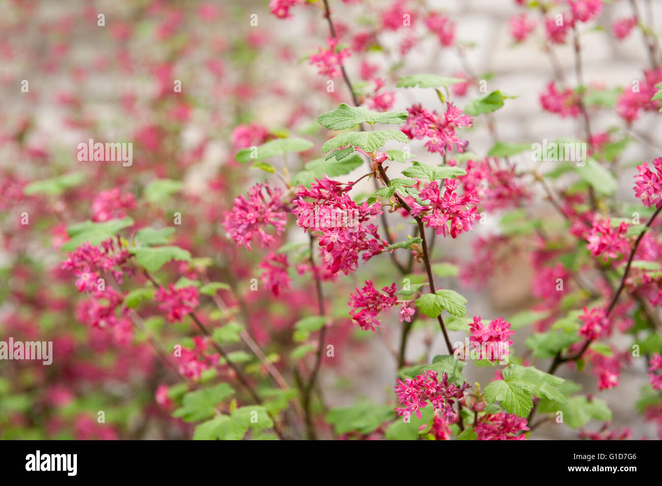 Currant red flowering macro, blossoms in spring season in Poland ...