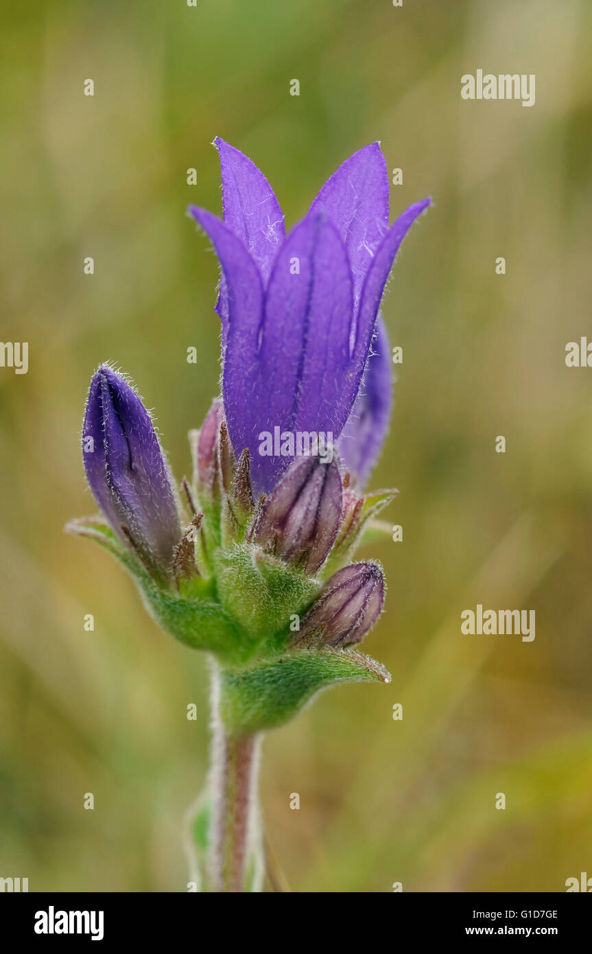 Clustered Bellflower - Campanula glomerata Stock Photo - Alamy