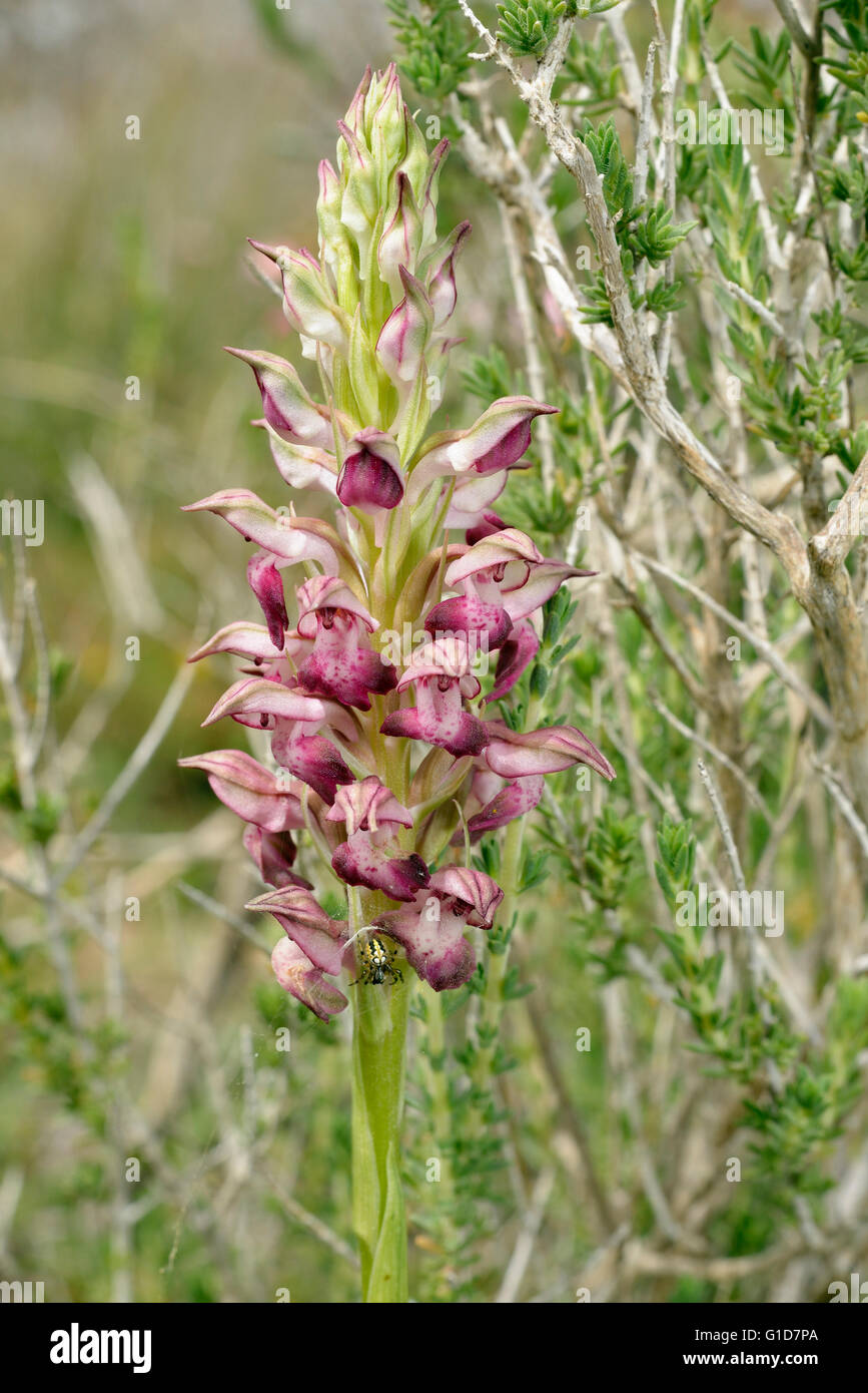 Orchis fragrans hi-res stock photography and images - Alamy
