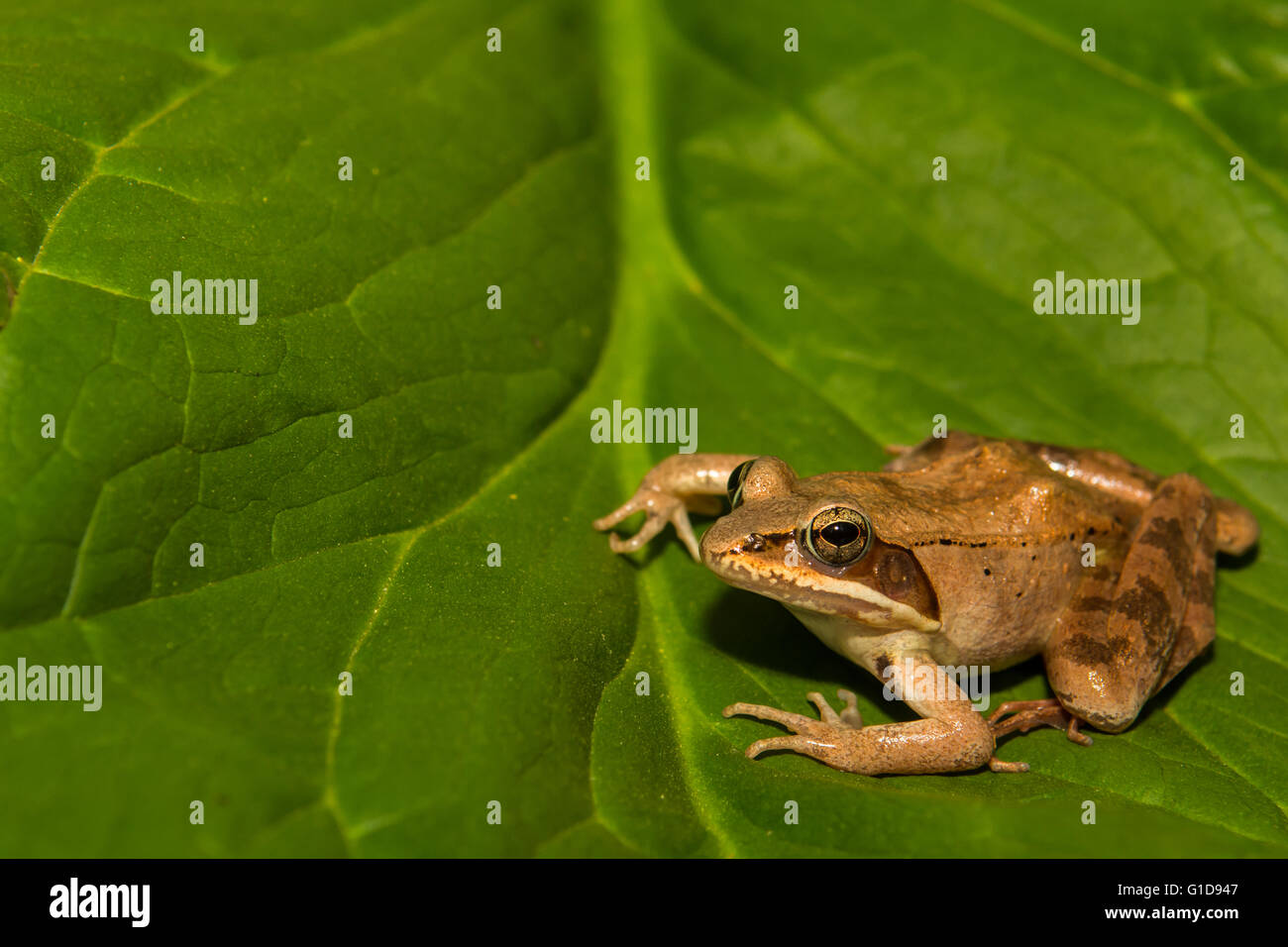 Cryptic frog hi-res stock photography and images - Alamy