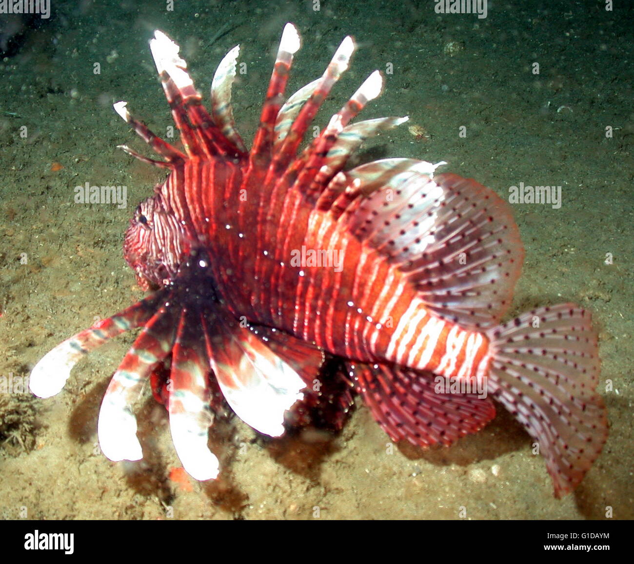 Large lionfish (Pterois volitans). A venomous coral reef fish that has ...