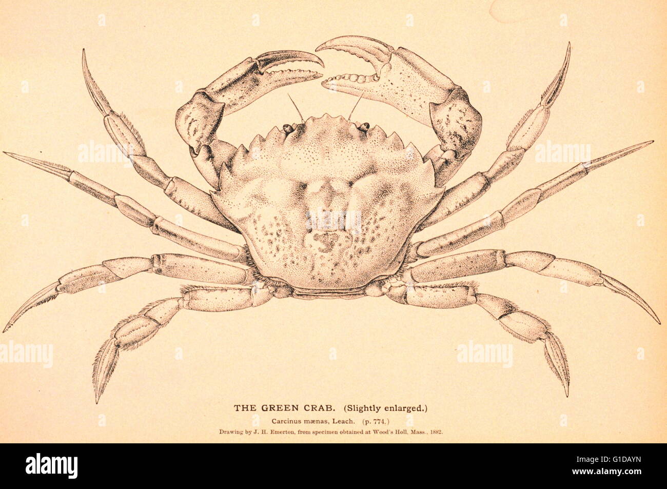 The Green Crab (Carcinus Maenas Stock Photo - Alamy