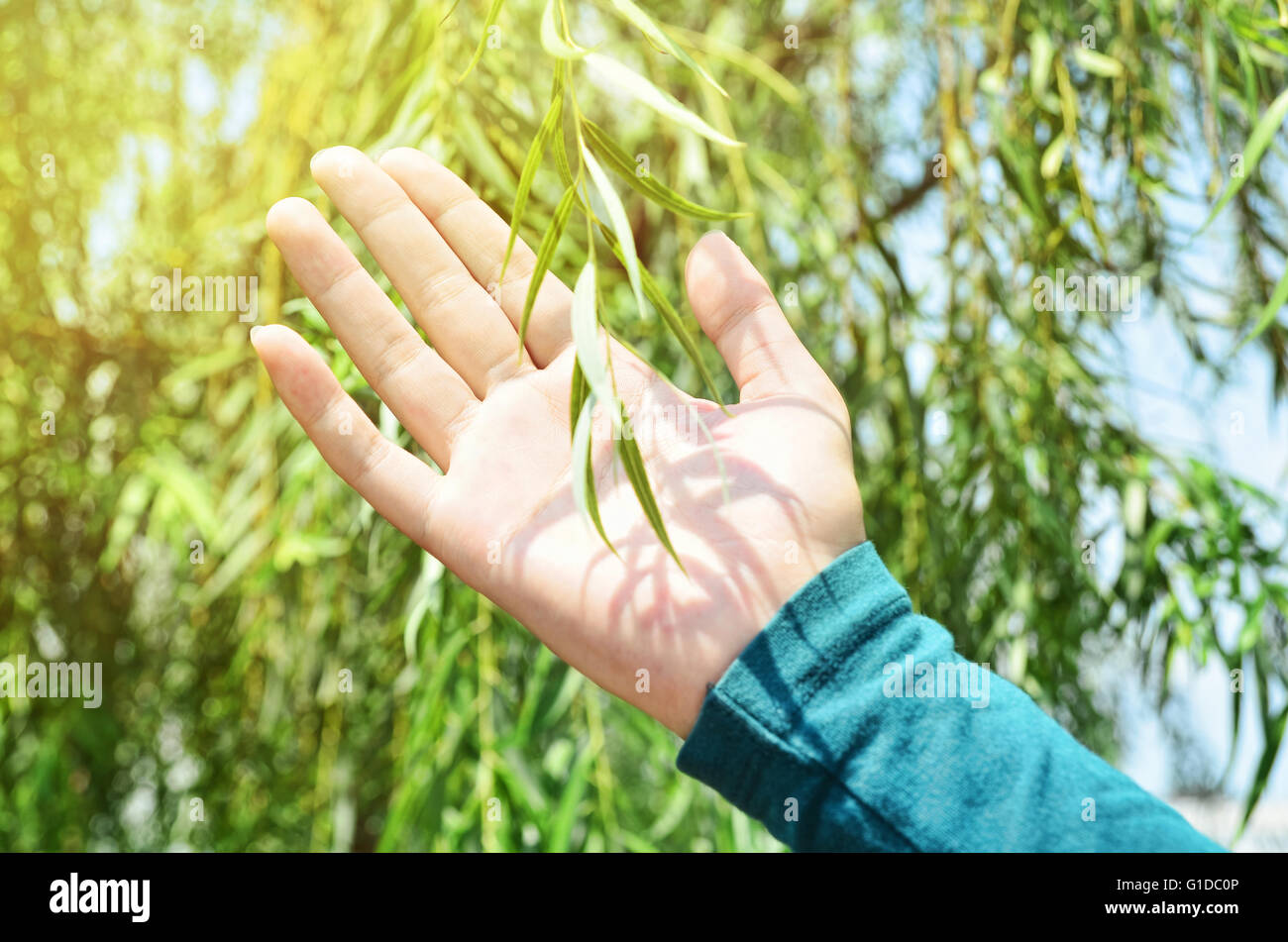 Nature hand touching leaves hi-res stock photography and images - Alamy