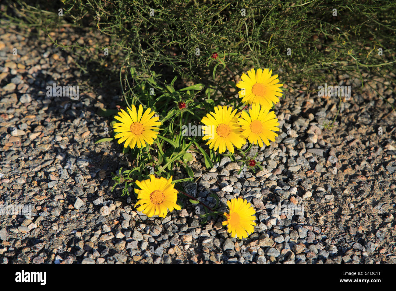 Yellow Sea Aster plant in flower, Asteriscus maritimus, Cabo de Gata ...