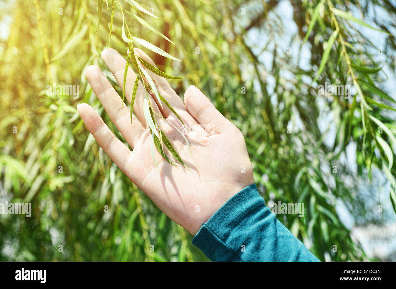Hand touching leaves Stock Photo - Alamy