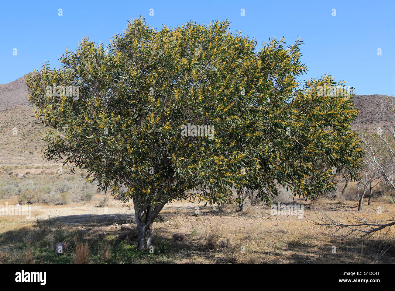 Mimosa tree, acacia dealbata, Cabo de Gata natural park, Almeria, Spain ...