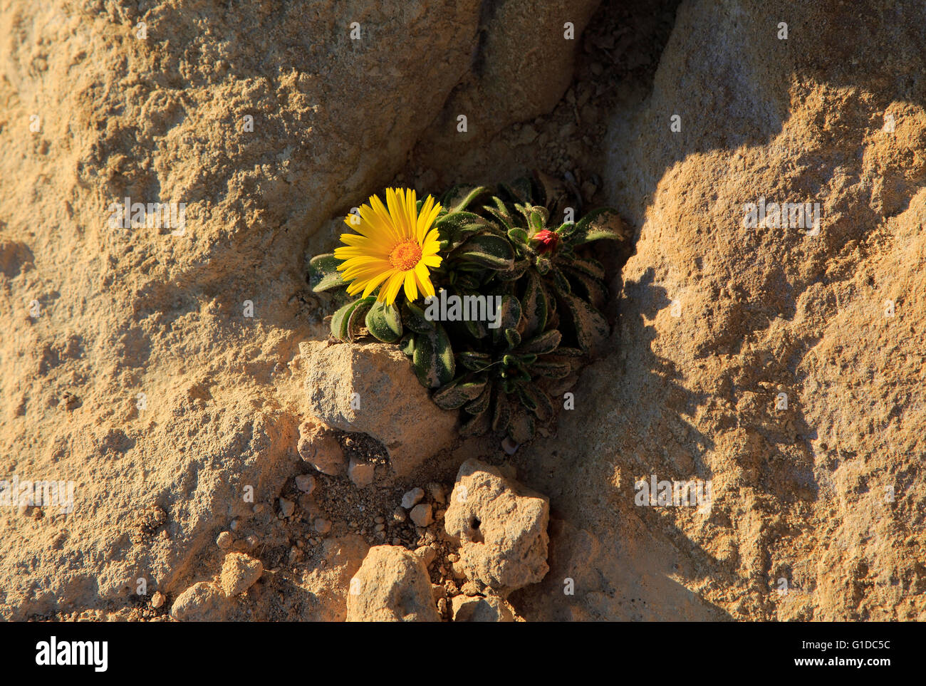 Yellow Sea Aster plant in flower, Asteriscus maritimus, Cabo de Gata ...
