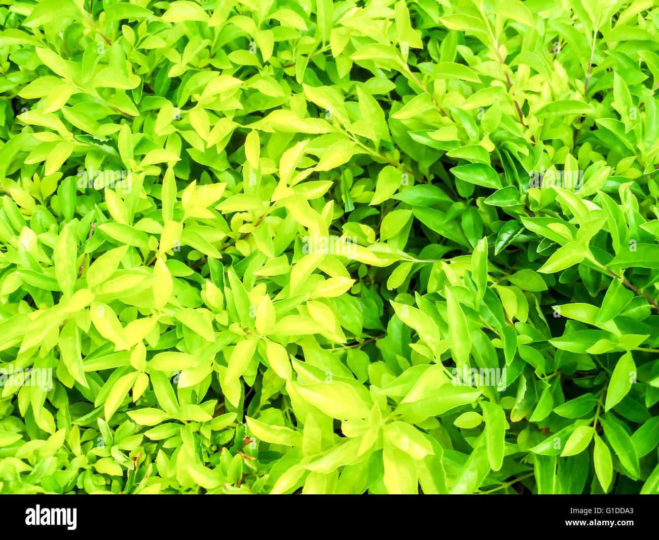 green and light yellow leaf of plant background at the garden in summer ...