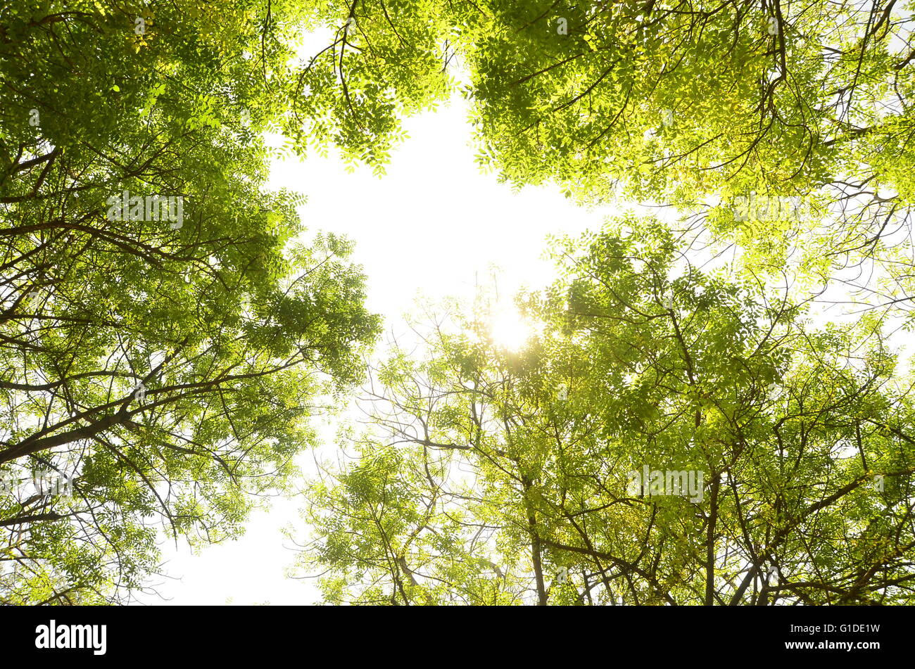 (Komorebi) sun ray penetrates through tree leaves Stock Photo - Alamy