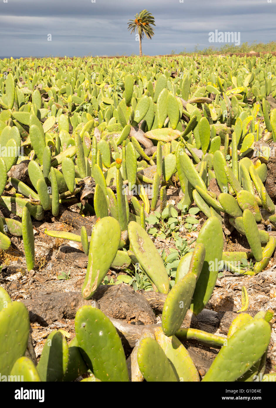 Cochineal cactus farming lanzarote hi-res stock photography and images ...