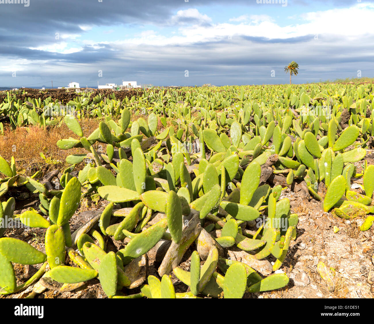 Opuntia ficus-indica prickly pear cactus crop for cochineal production ...