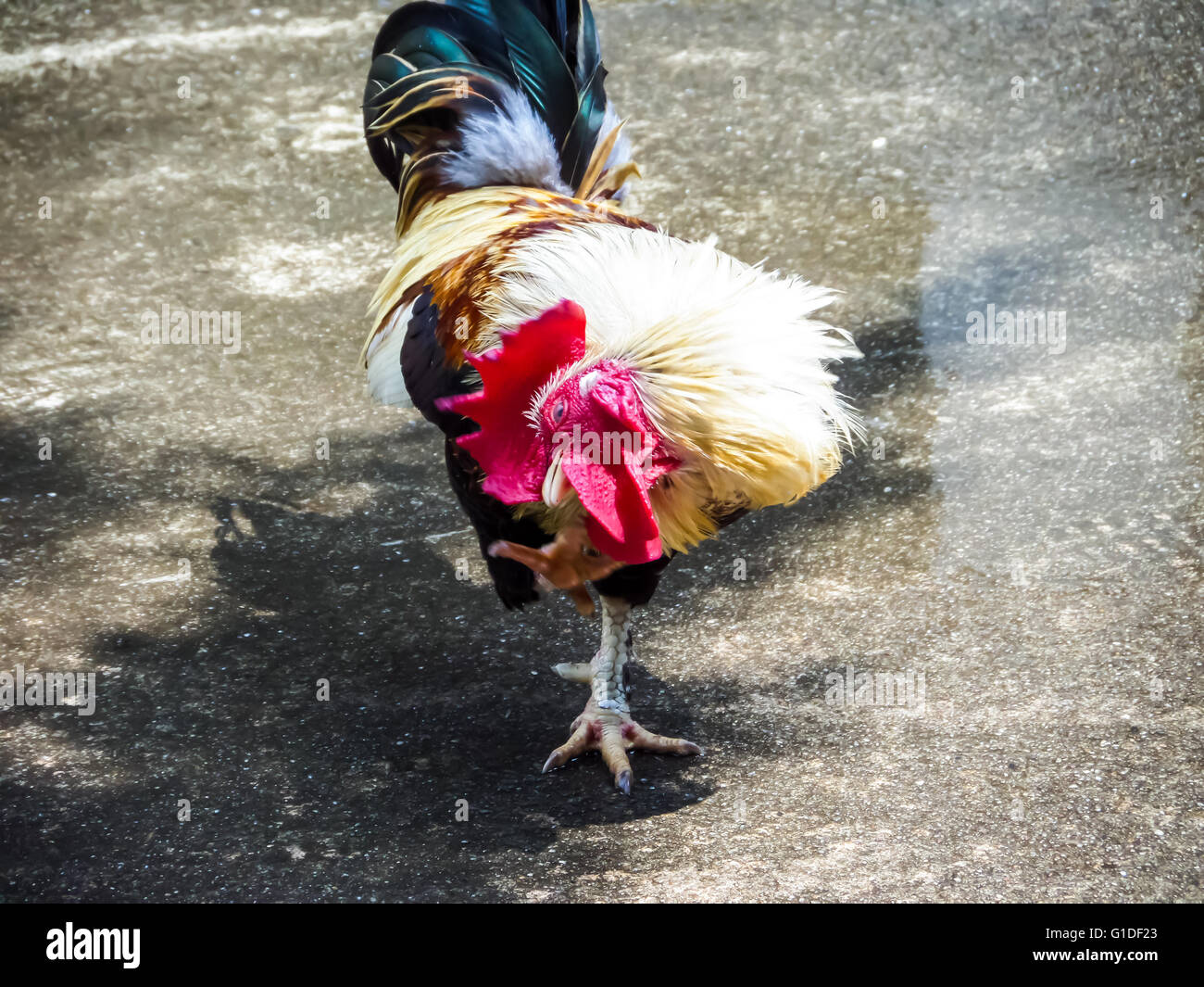 joke action thai chicken and walking around farm Stock Photo - Alamy