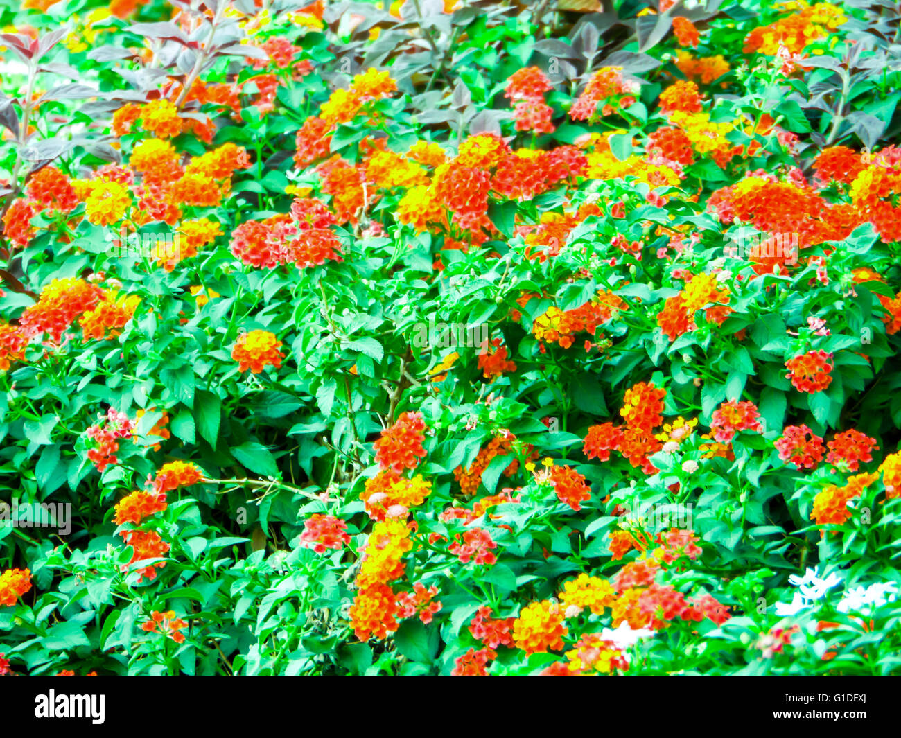 plant and bloom flower background at the garden in summer season Stock ...