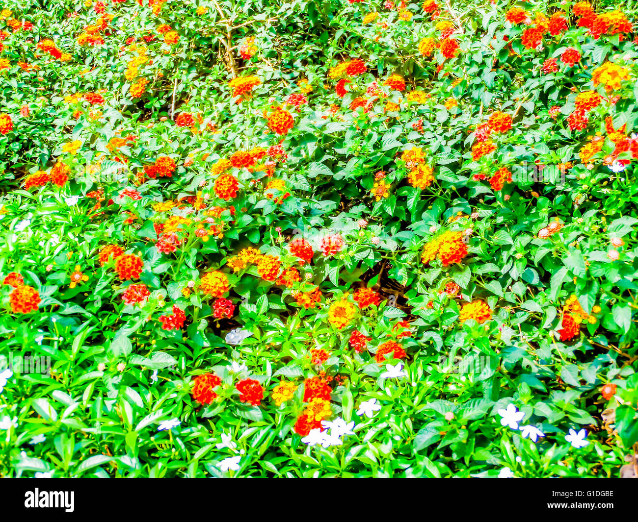 rainbow color of bloom flower background at the garden in summer season ...