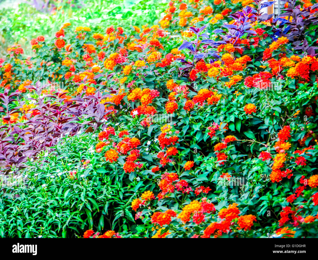 rainbow color of bloom flower background at the garden in summer season ...