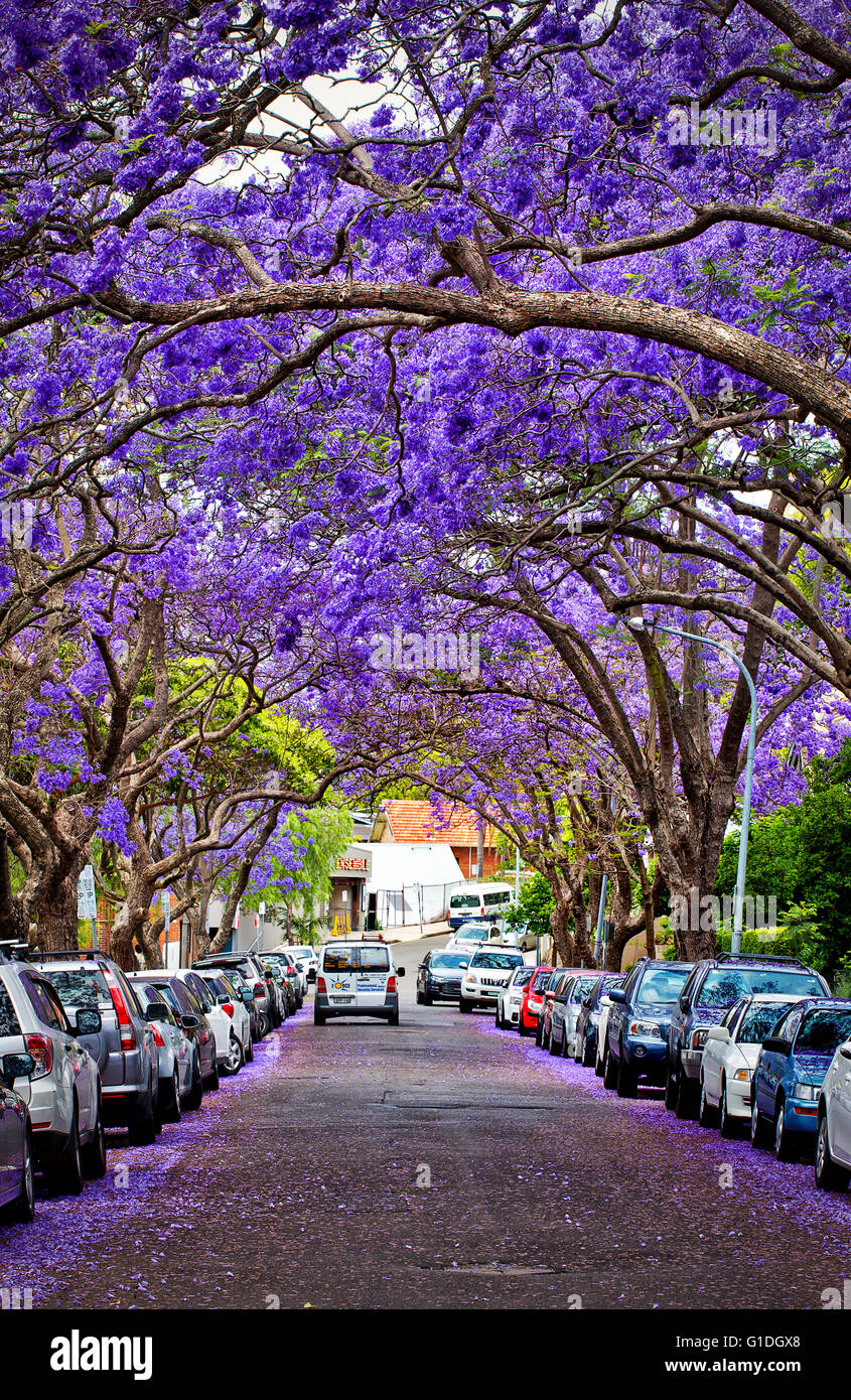 Jacaranda street sydney hi-res stock photography and images - Alamy