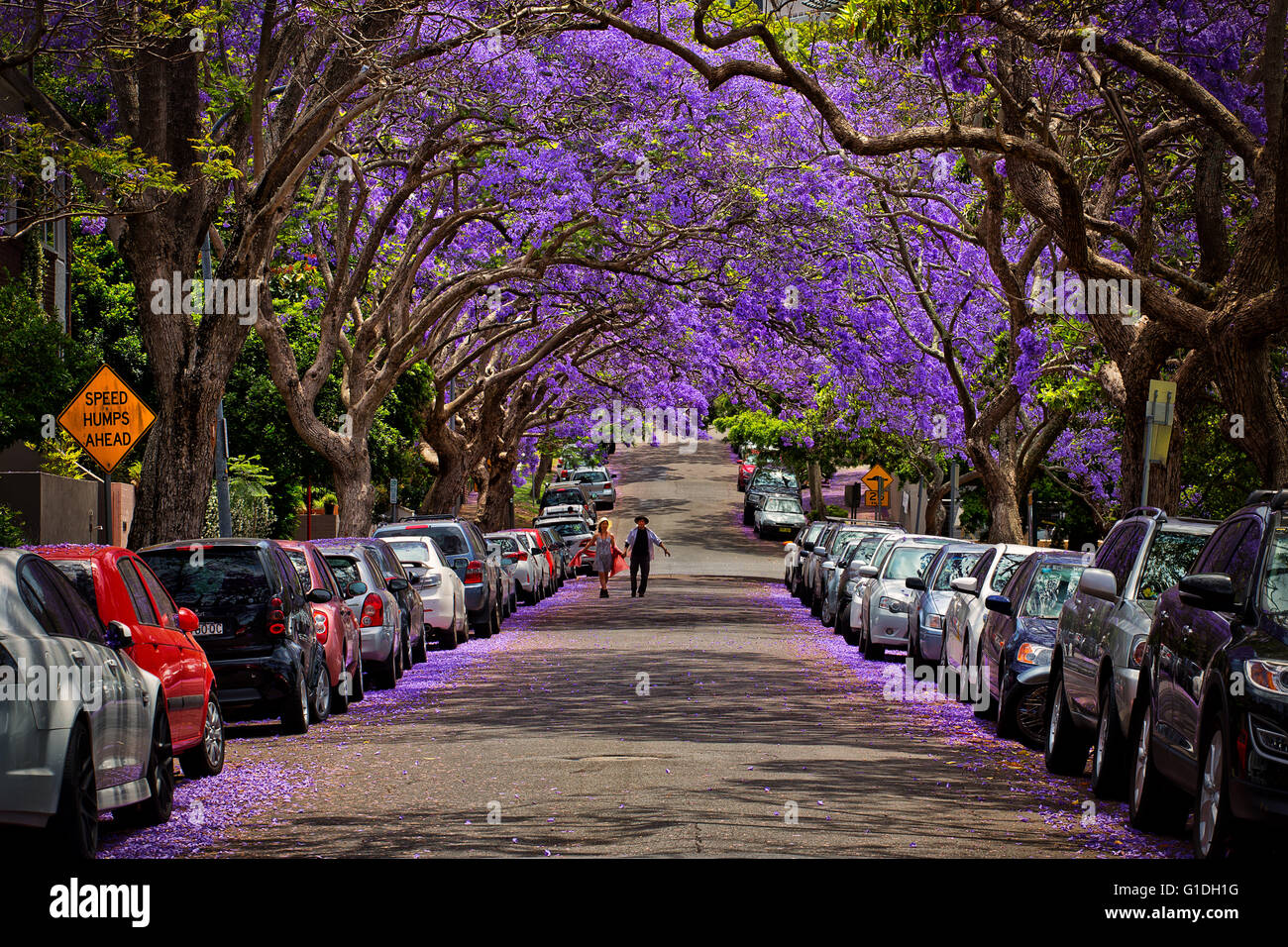 Jacaranda street sydney hi-res stock photography and images - Alamy