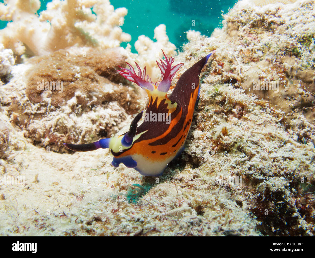 Nembrotha megalocera hi-res stock photography and images - Alamy