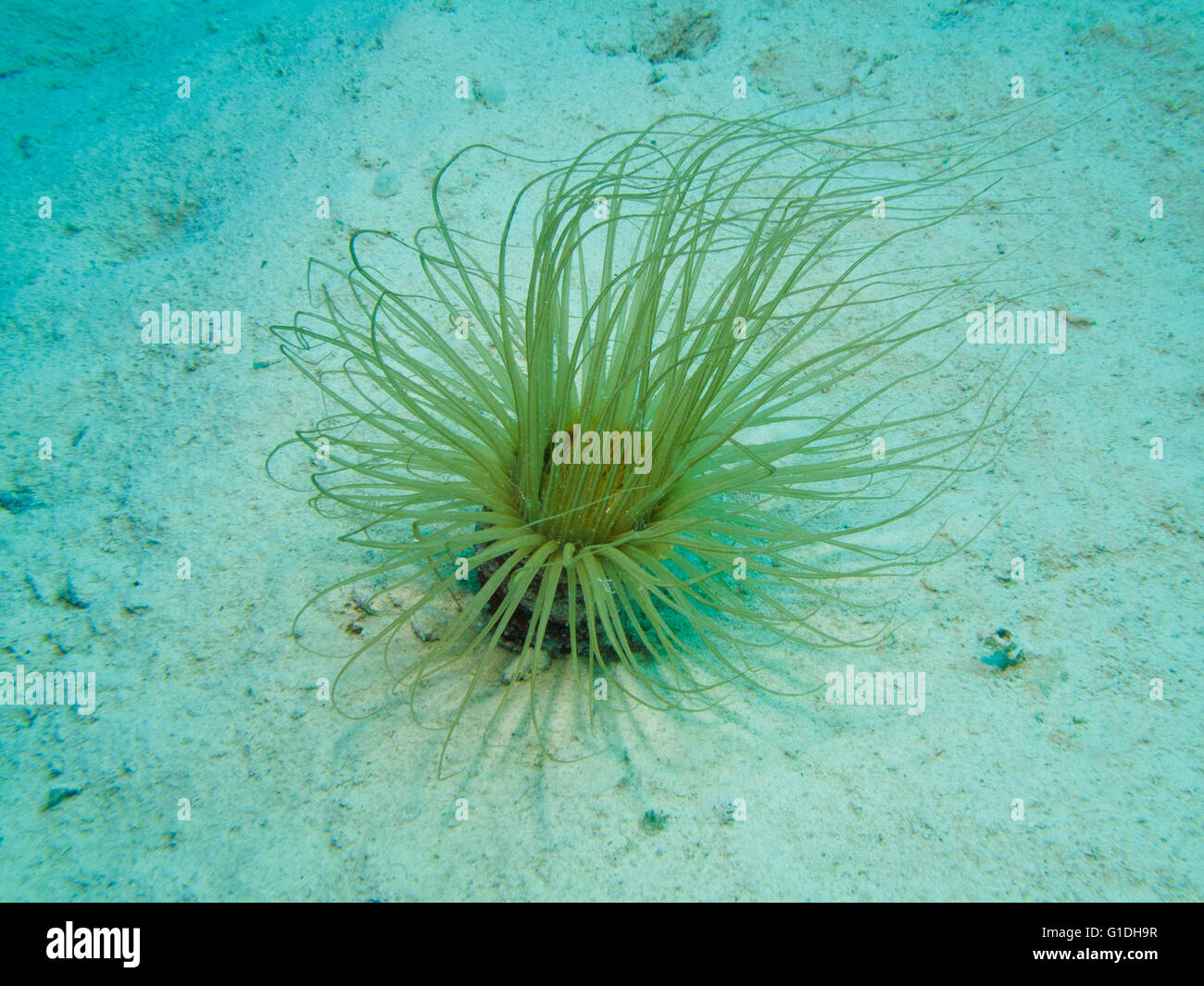 Sand Anemone Stock Photos & Sand Anemone Stock Images - Alamy