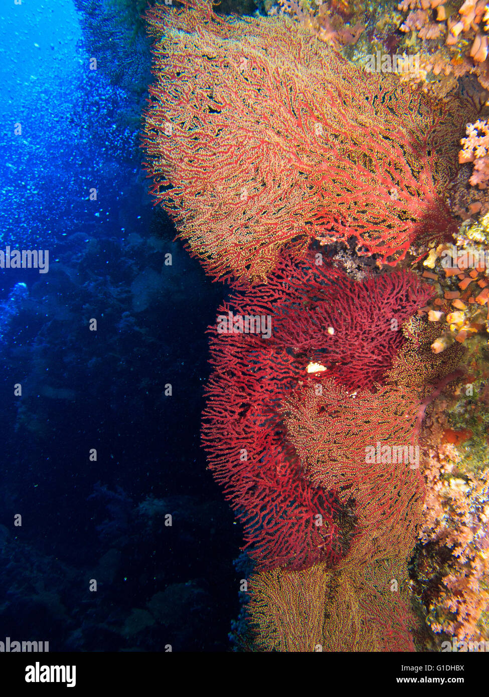 Underwater scene marine world hi-res stock photography and images - Alamy