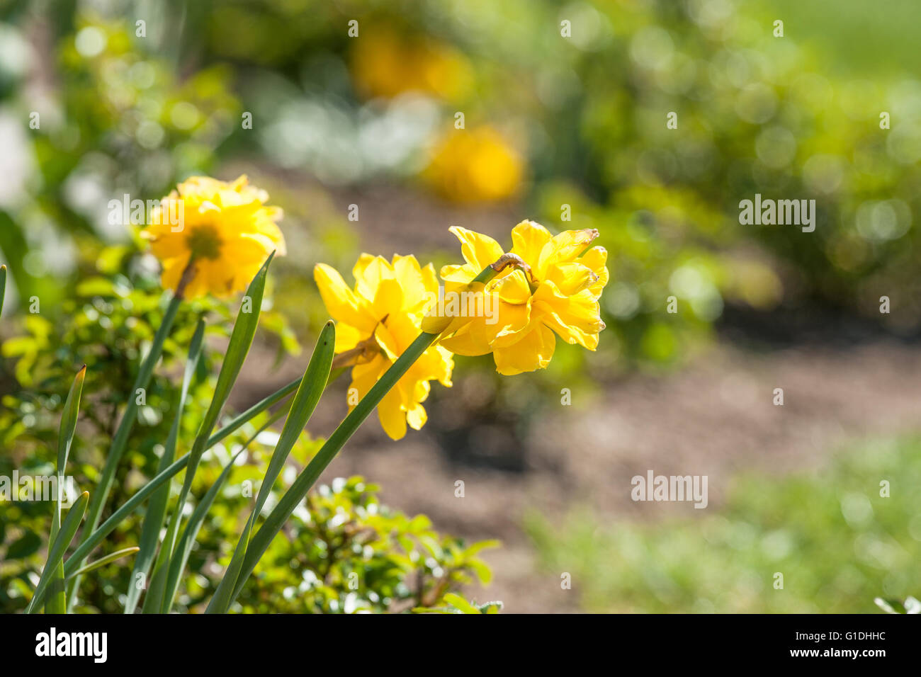 Group cheerful spring daffodils hi-res stock photography and images - Alamy
