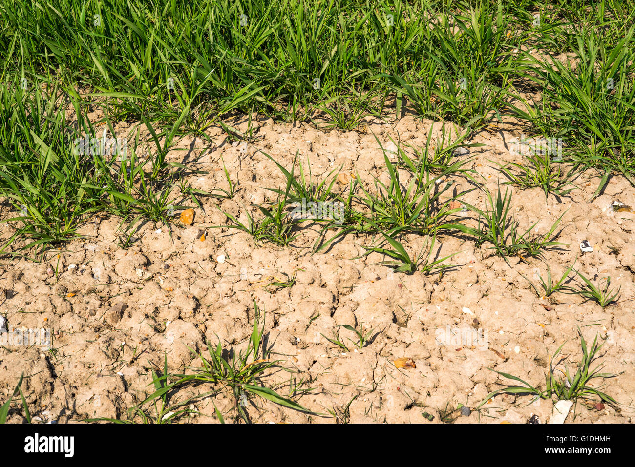 Parched ground dry plants hi-res stock photography and images - Alamy