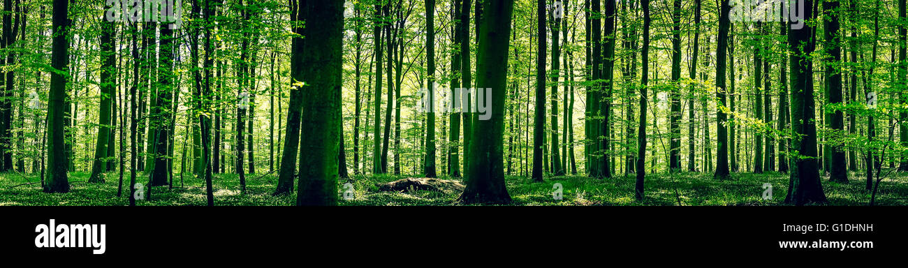 Idyllic forest in a springtime panorama landscape Stock Photo - Alamy