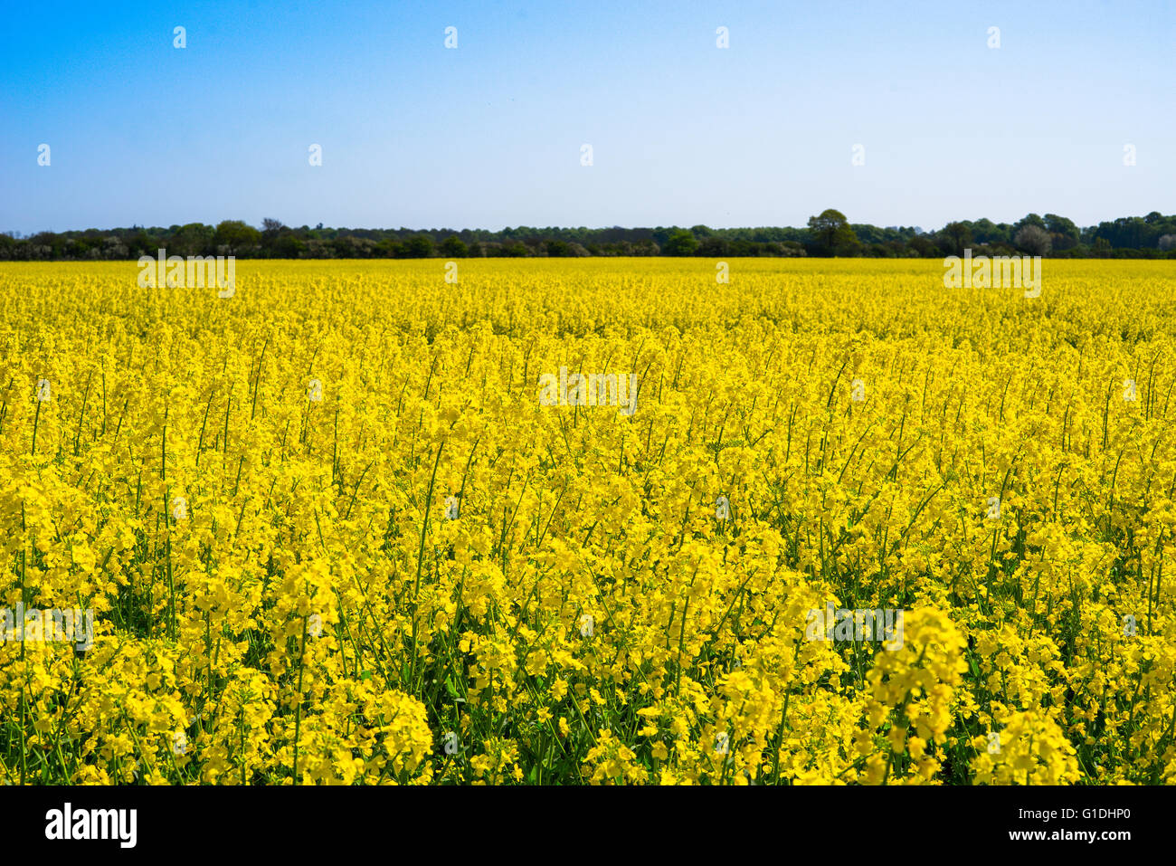 Canola Rapeseed Field Denmark High Resolution Stock Photography and ...