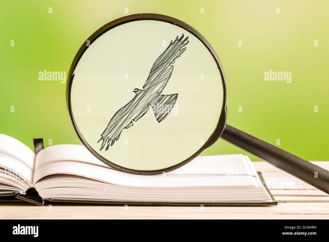 Bird search with a magnifying glass in a book Stock Photo - Alamy