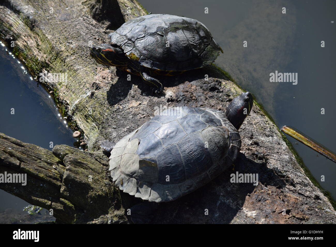 Turtles on a log hi-res stock photography and images - Alamy