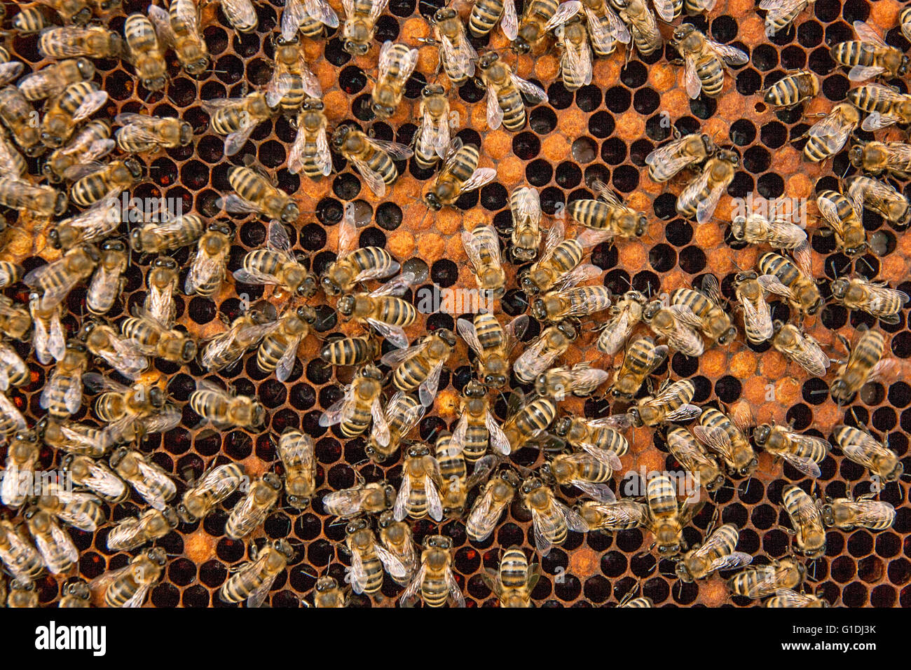 Busy bees inside hive with open and sealed cells for their young. Birth ...