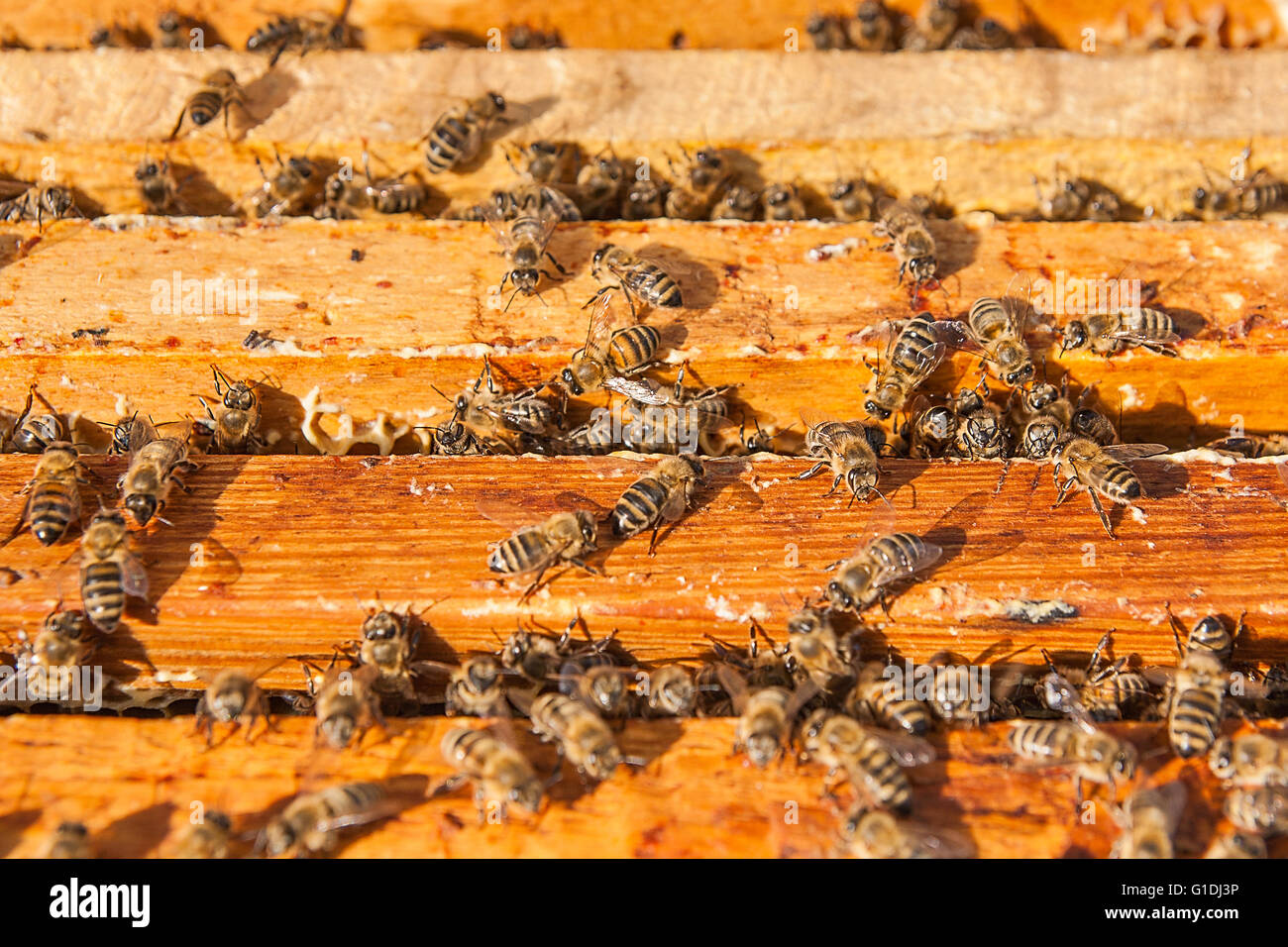 Close up view of the opened hive body showing the frames populated by ...