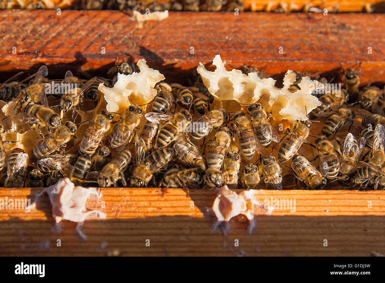 Close up view of the opened hive body showing the frames populated by ...