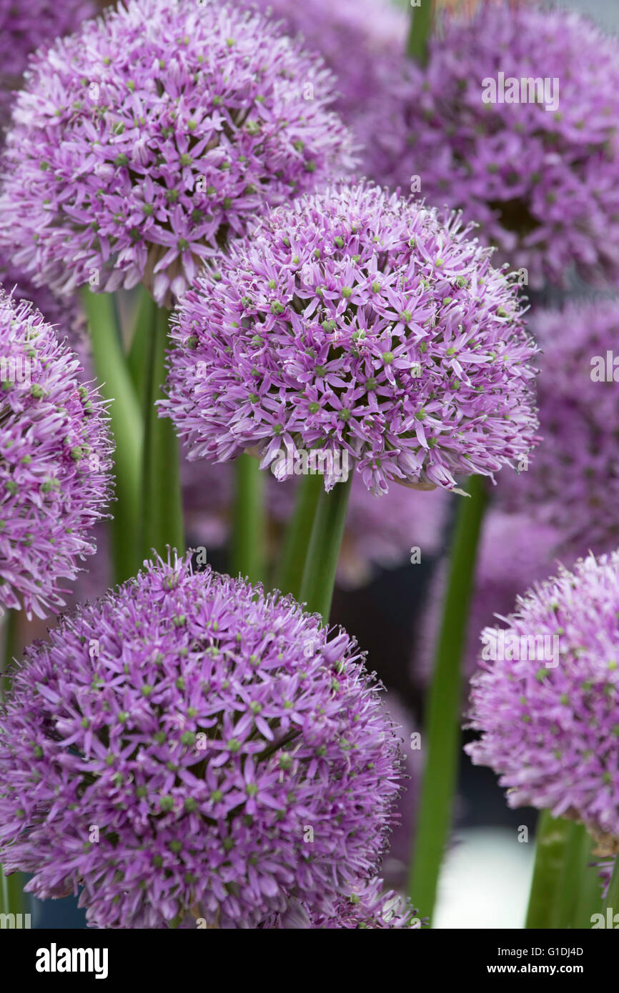 Gladiator flower england uk hi-res stock photography and images - Alamy