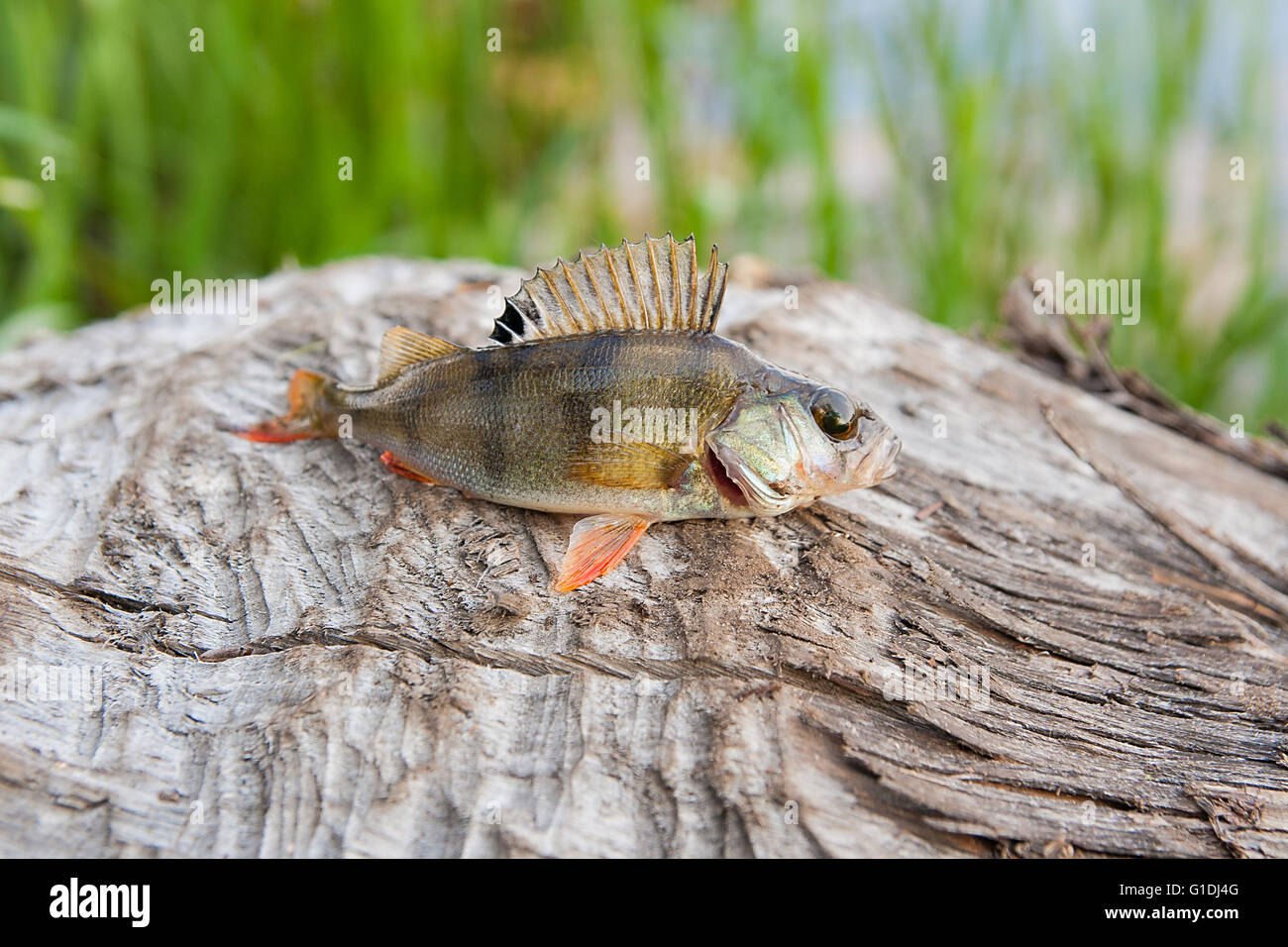 Perch fish just taken from the water on natural background. European ...