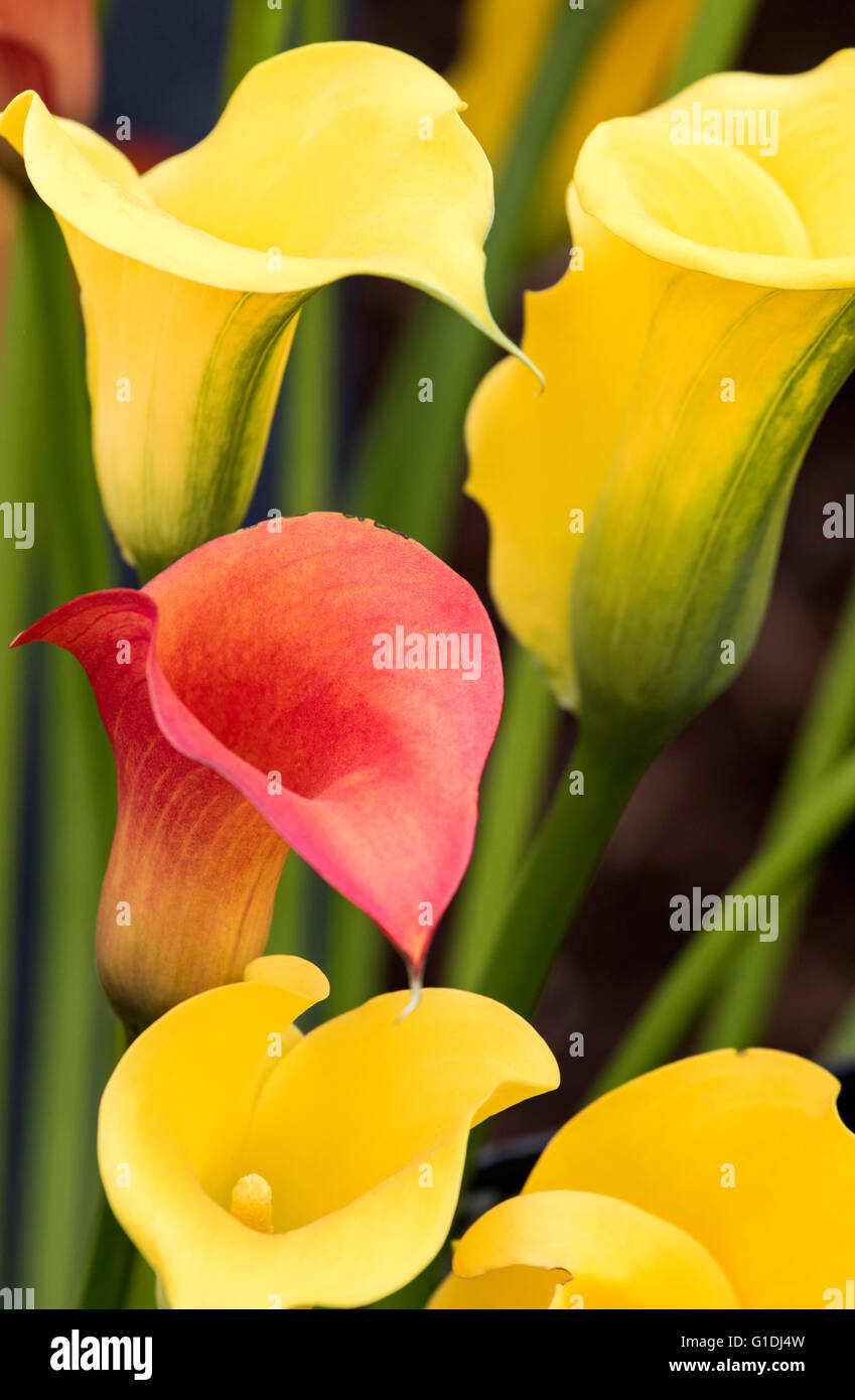 Red and yellow calla lilies hi-res stock photography and images - Alamy