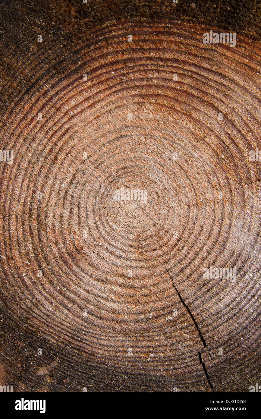 Close up view of cross section of tree trunk showing growth rings ...