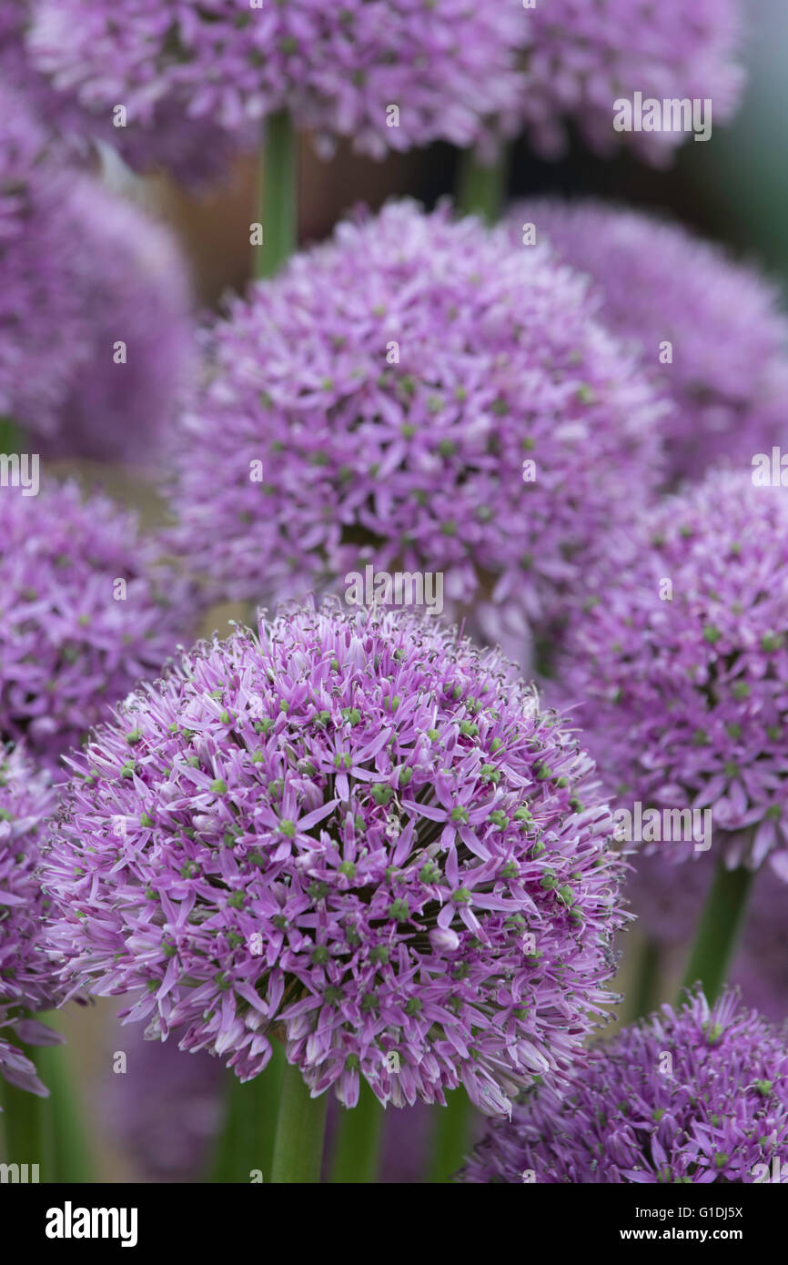 Allium Gladiator High Resolution Stock Photography and Images - Alamy